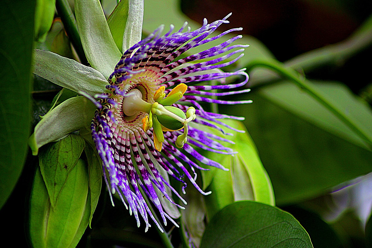 Passiflora edulis (Passion fruit) – Τέμπος Κωνσταντίνος